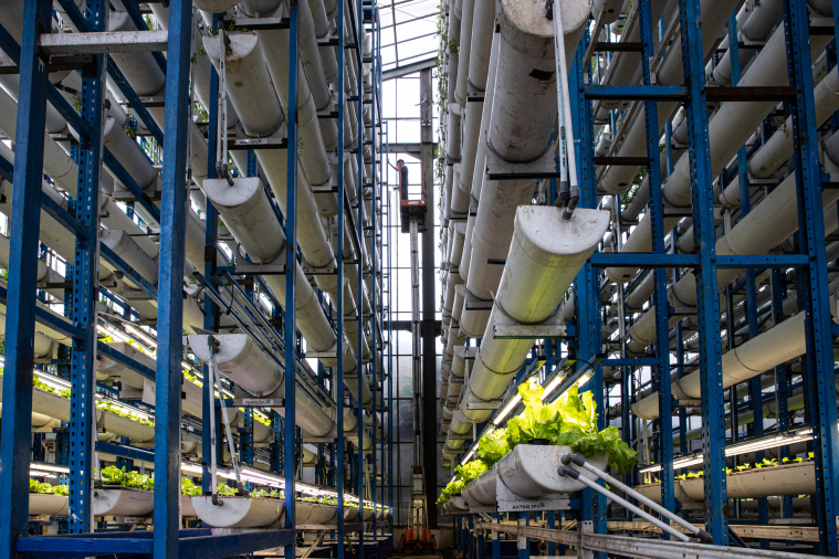 Why Are Vegetables Grown Inside Buildings in Jakarta?-CRI